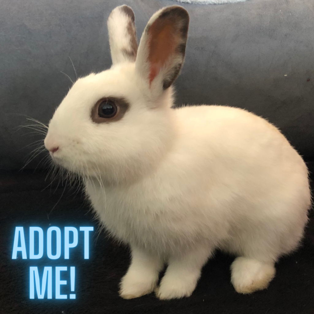 Rabbit Rescue | Providing homes for Ontario's rabbits… One bunny at a time!