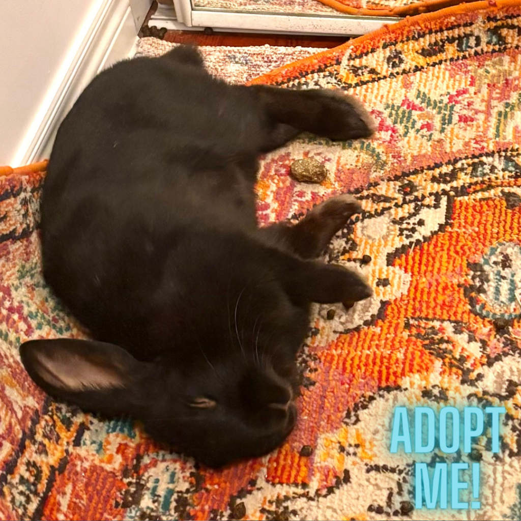 Rabbit Rescue | Providing homes for Ontario's rabbits… One bunny at a time!