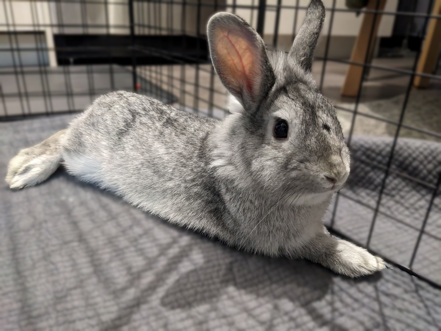 Lady Grey Photos | Rabbit Rescue