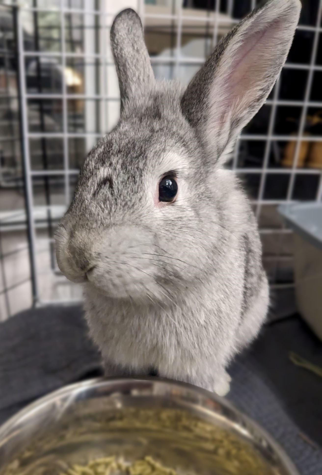 Lady Grey Photos | Rabbit Rescue