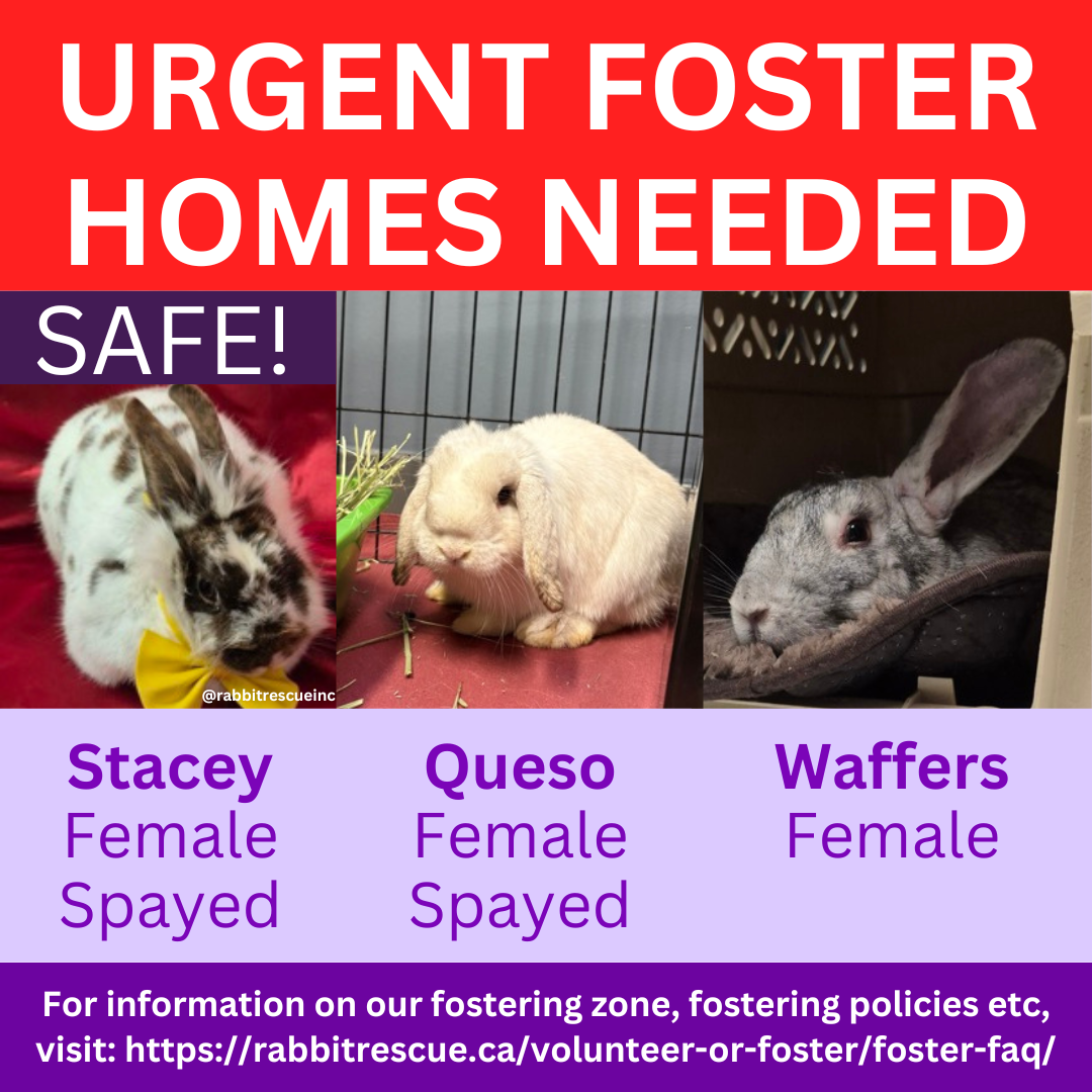 Rabbit Rescue | Providing homes for Ontario's rabbits… One bunny at a time!