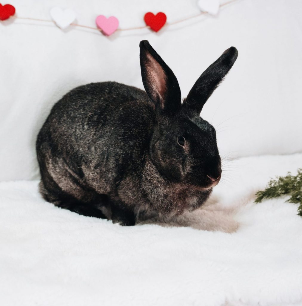 OBESITY - Rabbit Rescue