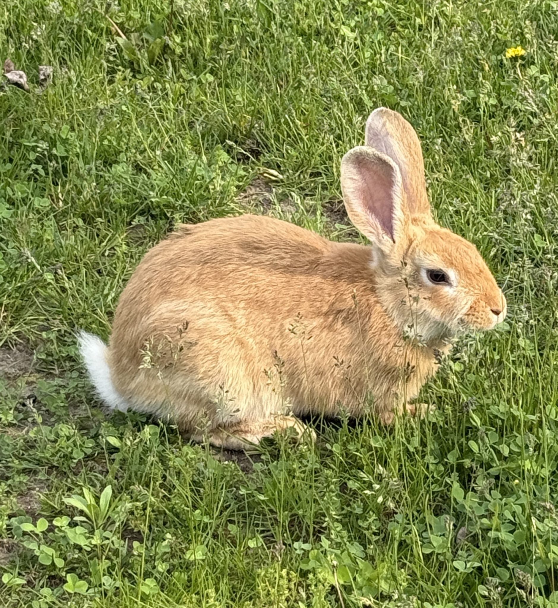 DUMPED RABBITS - Rabbit Rescue