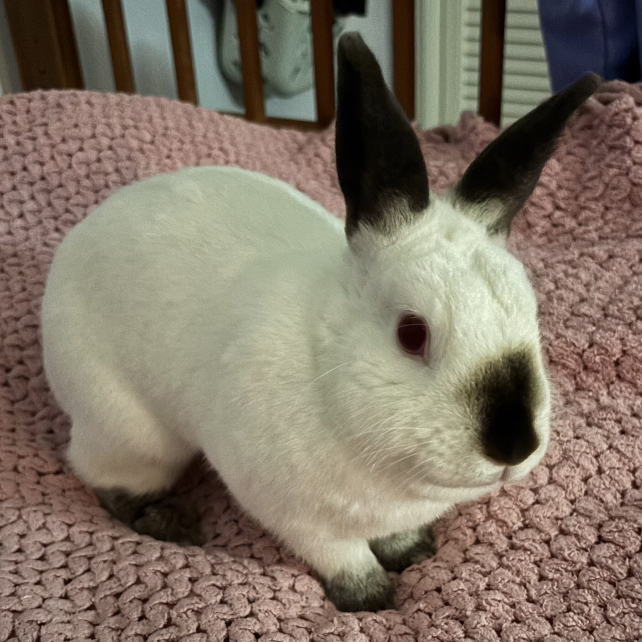 Adopt - Rabbit Rescue