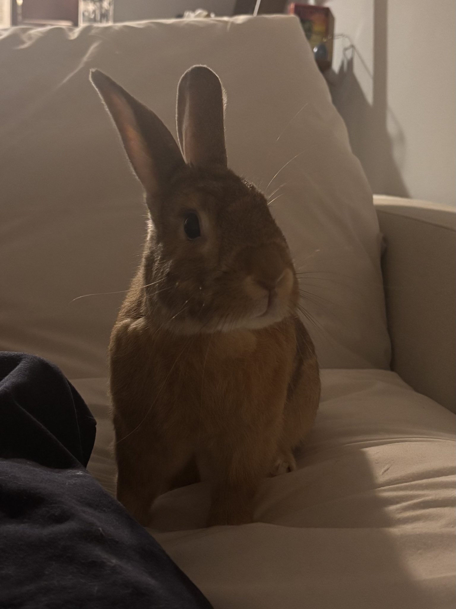 Gabby - Rabbit Rescue