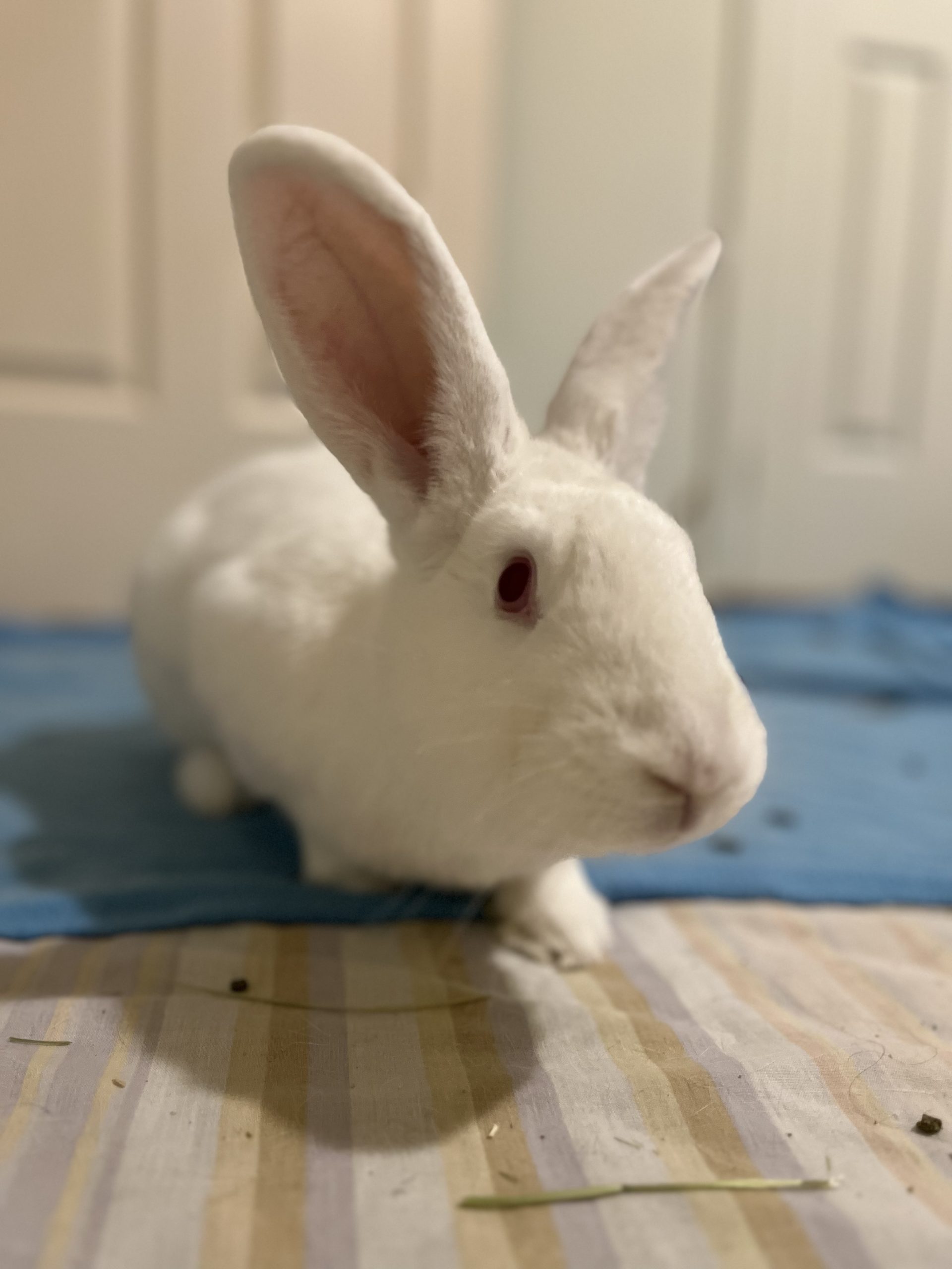 Homepage - Rabbit Rescue