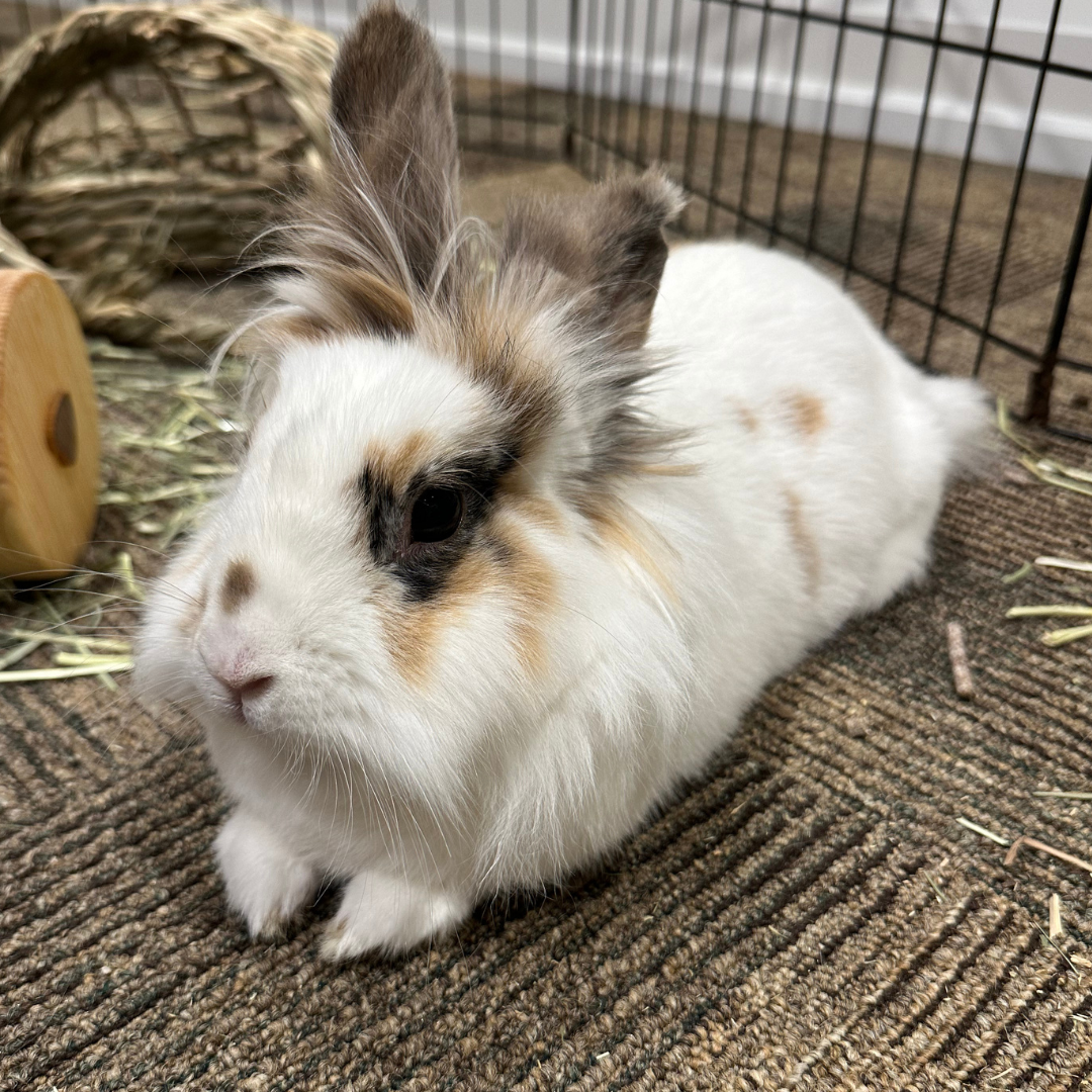 Willow - Rabbit Rescue