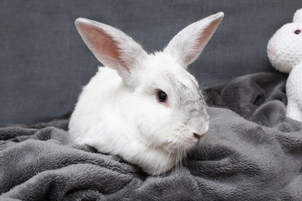 Homepage - Rabbit Rescue
