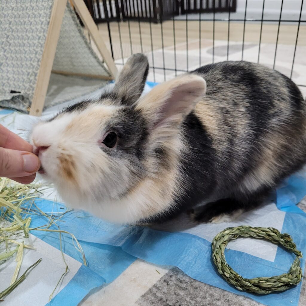 Adopt - Rabbit Rescue