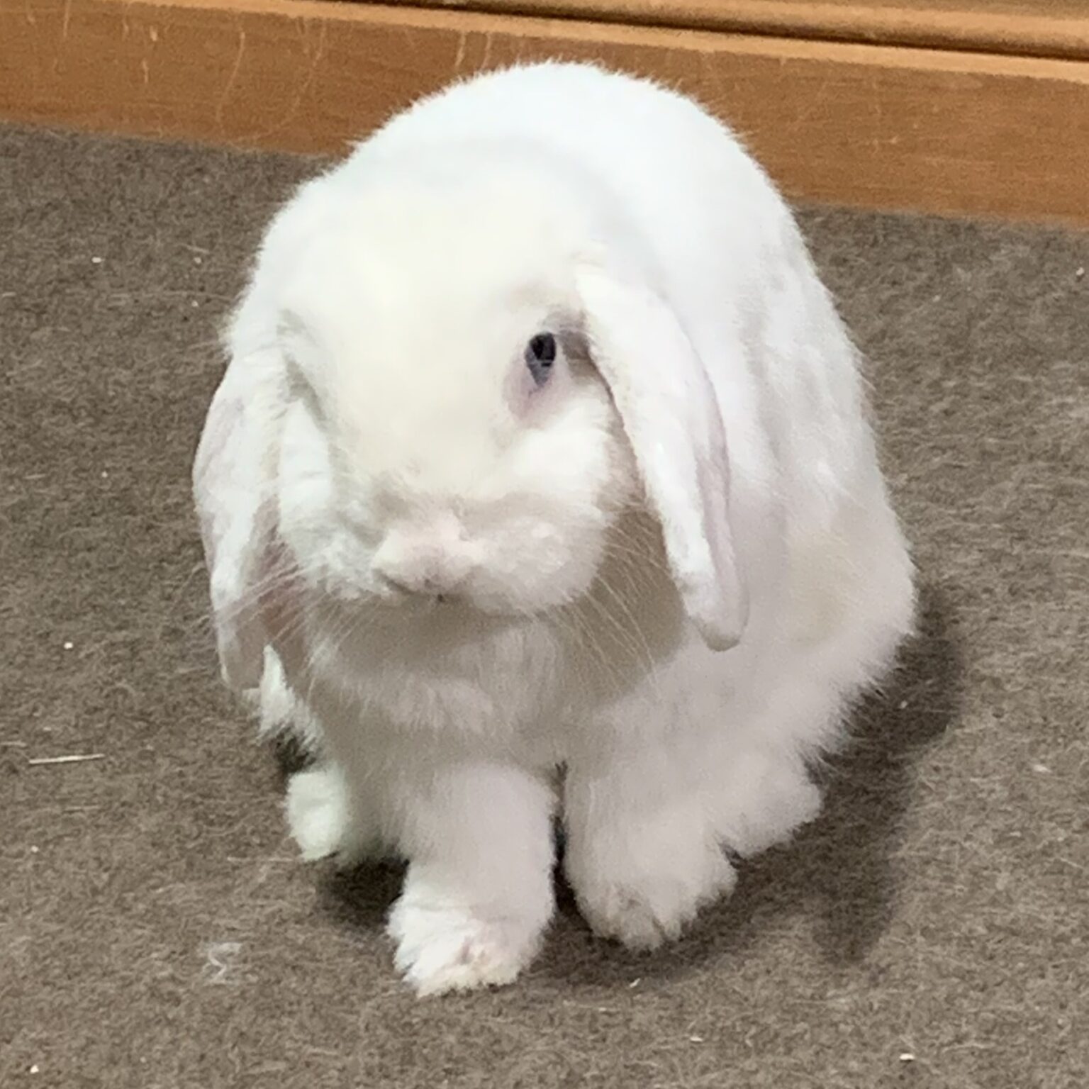 Adopt - Rabbit Rescue